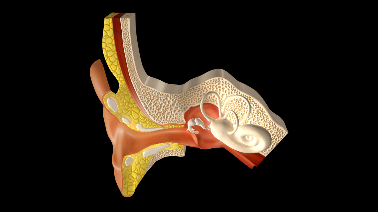 modelo 3d Oreja - TurboSquid 738457