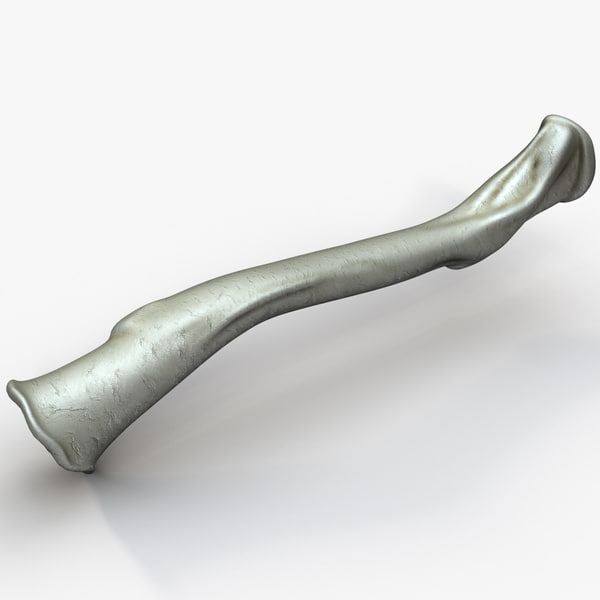 3d clavicle bone