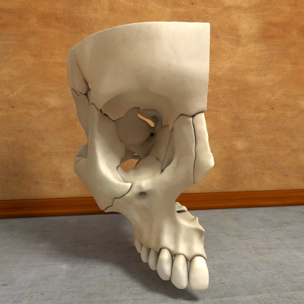 human eye skull c4d