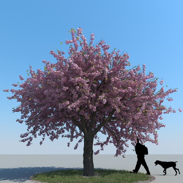 cherry tree 3d c4d
