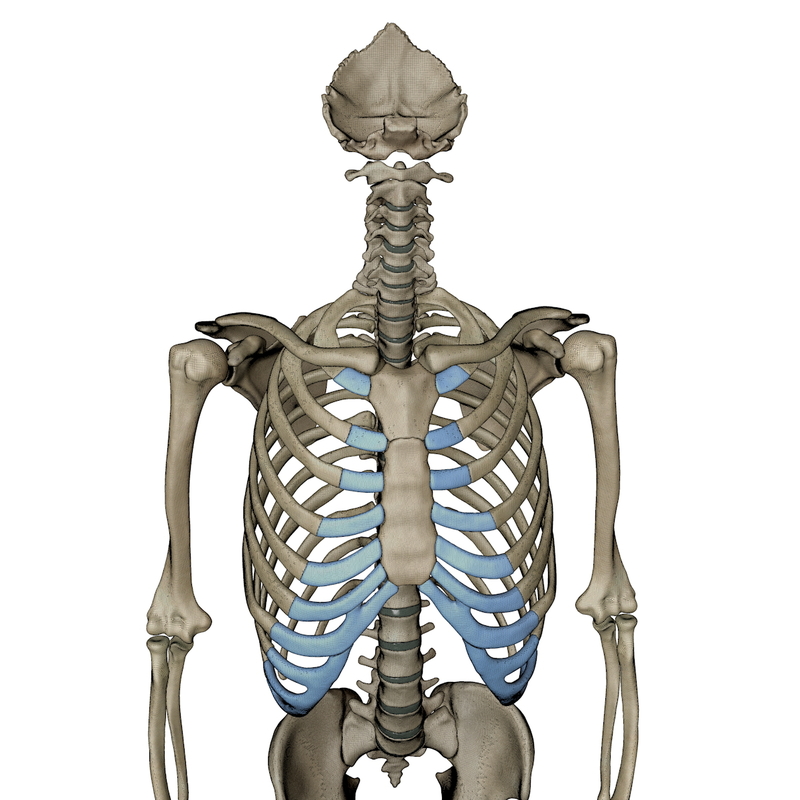 c4d human spine arms