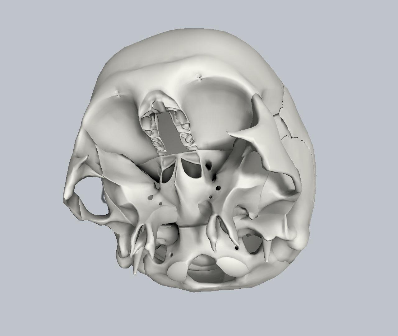 crânio humano Modelo 3D - TurboSquid 757232