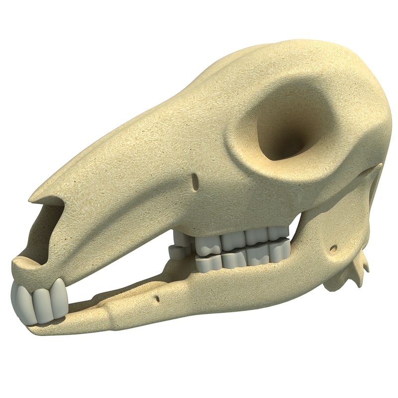 3ds kangaroo skull skeleton