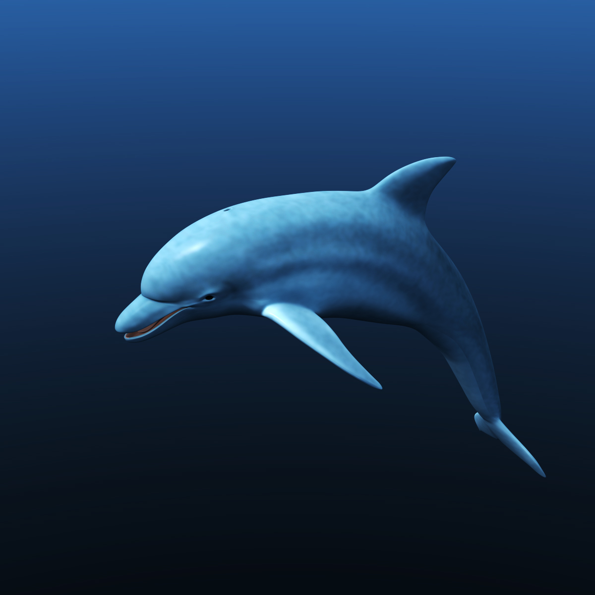 dolphins model