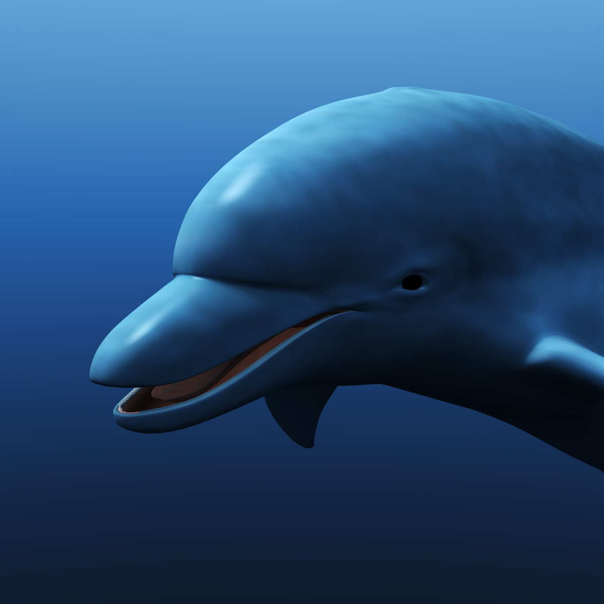 dolphins model