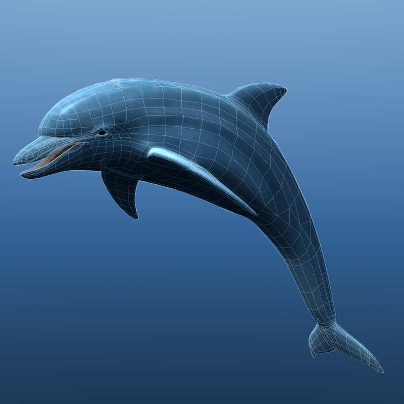 dolphins model