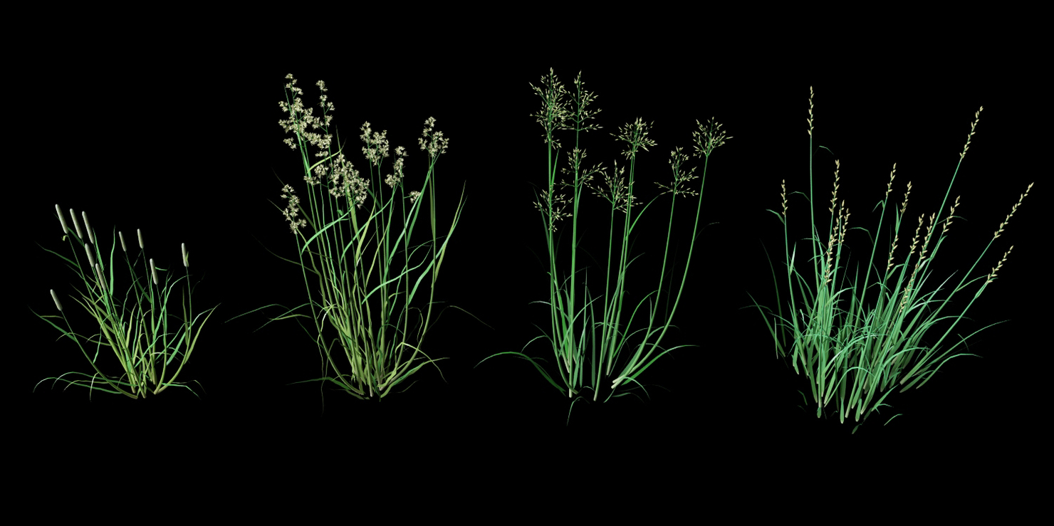 gramineae grass cereals max