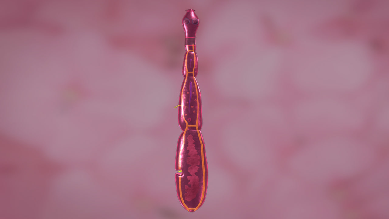 acoelomates coelom 3d model