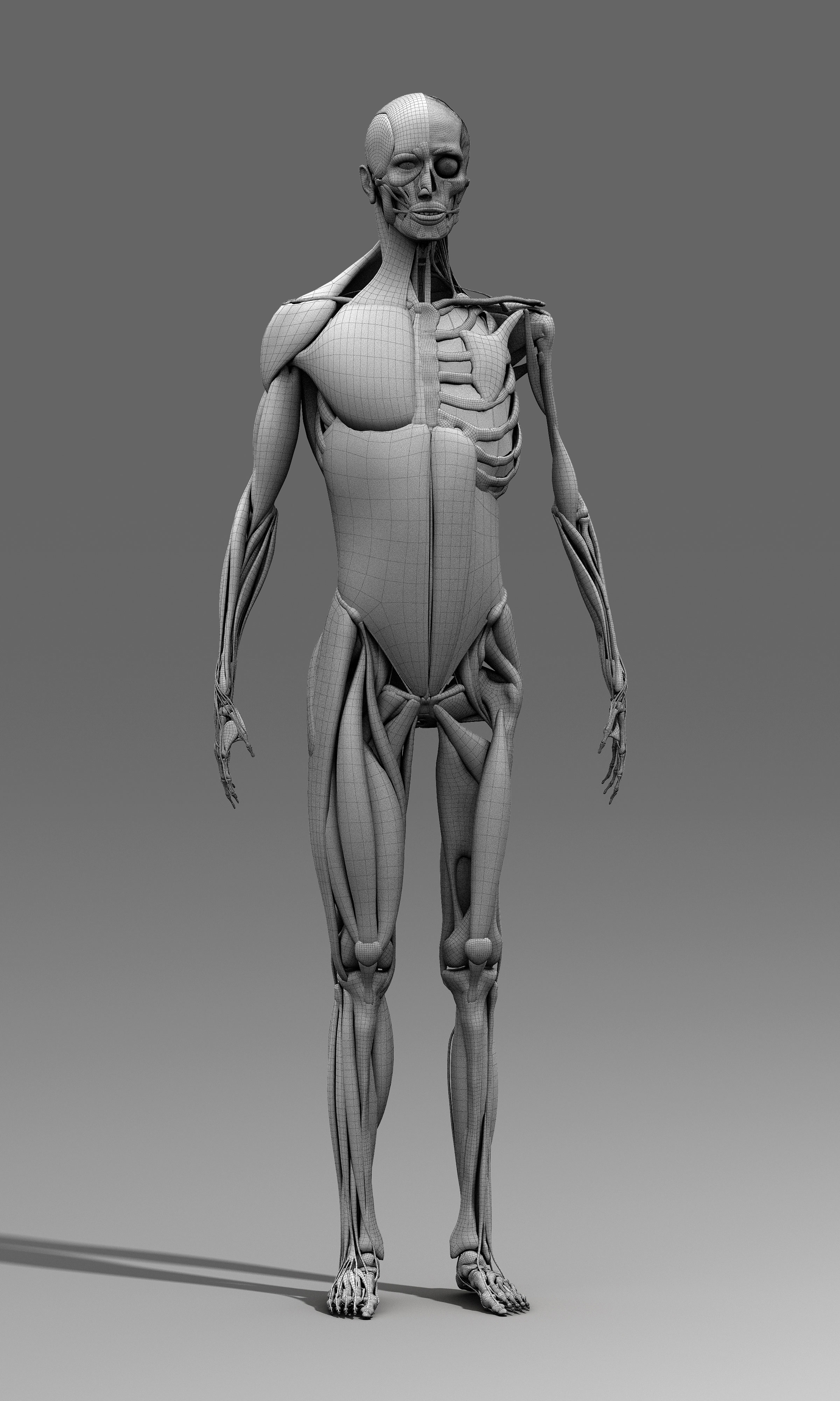 3d ma male skeleton