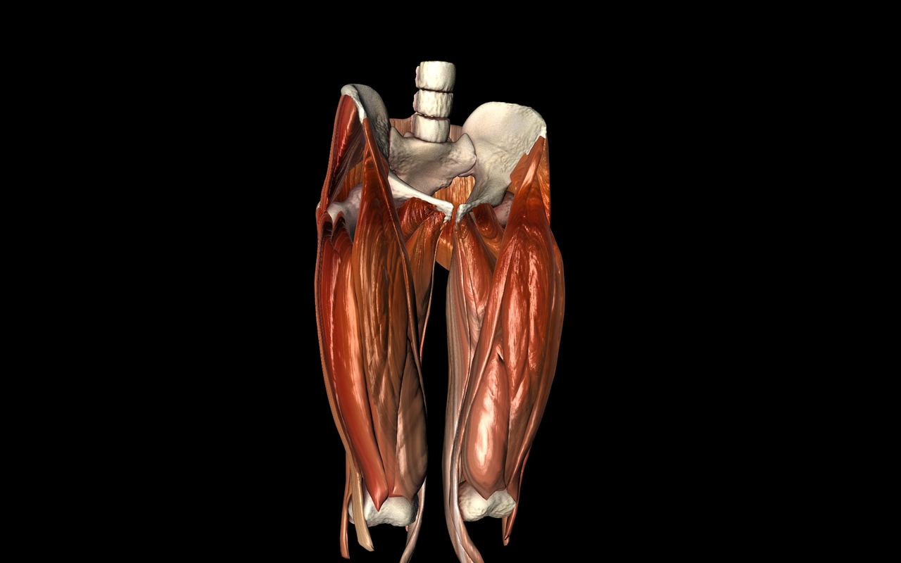 hip joint 3d model
