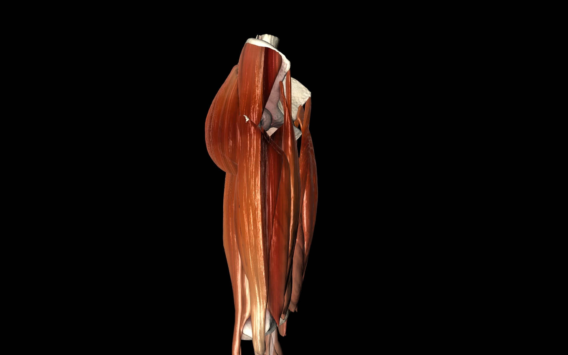 hip joint 3d model
