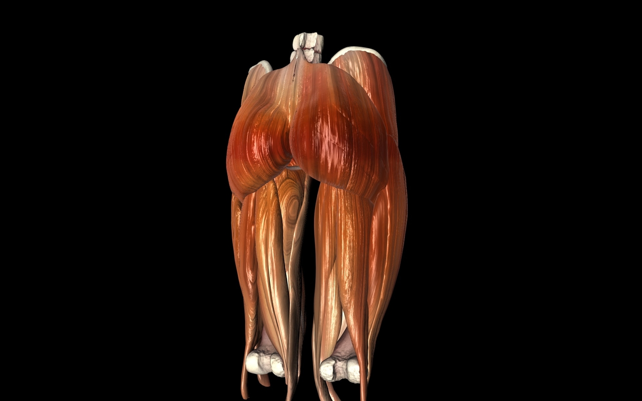 hip joint 3d model