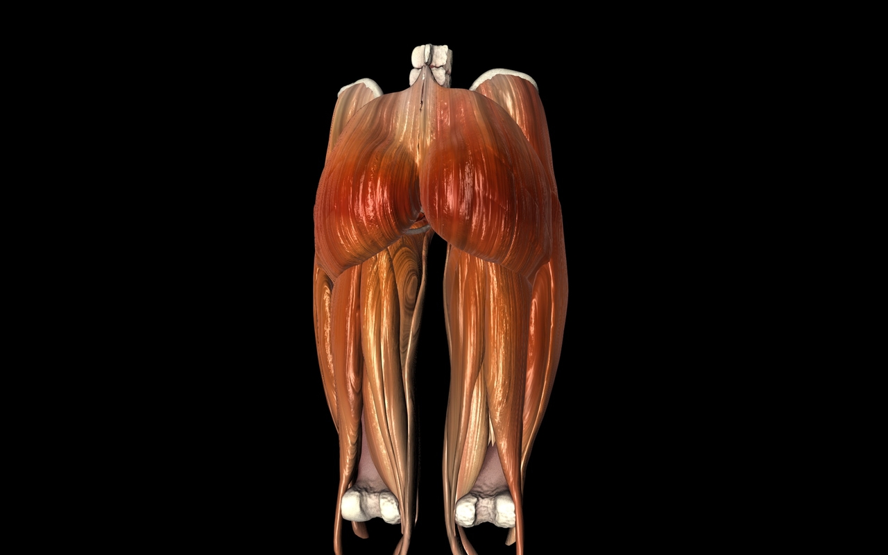 hip joint 3d model