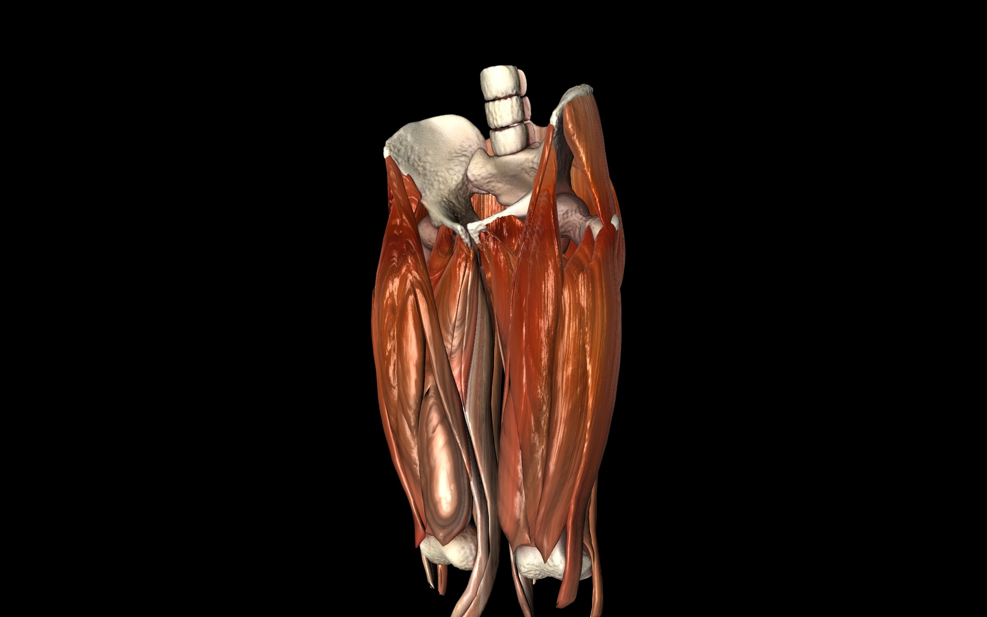 hip joint 3d model