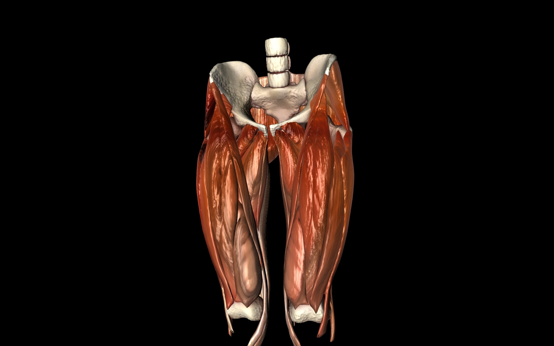 hip joint 3d model