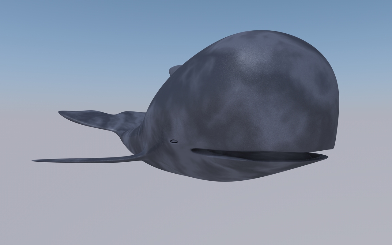 c4d white whale moby di
