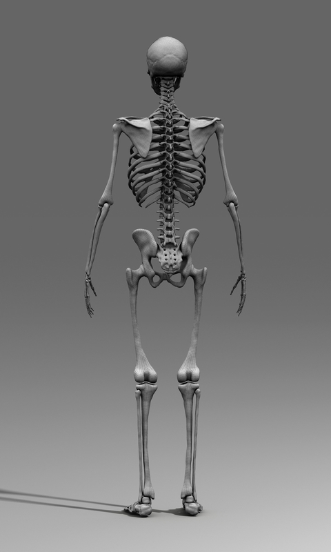 3d ma male skeleton