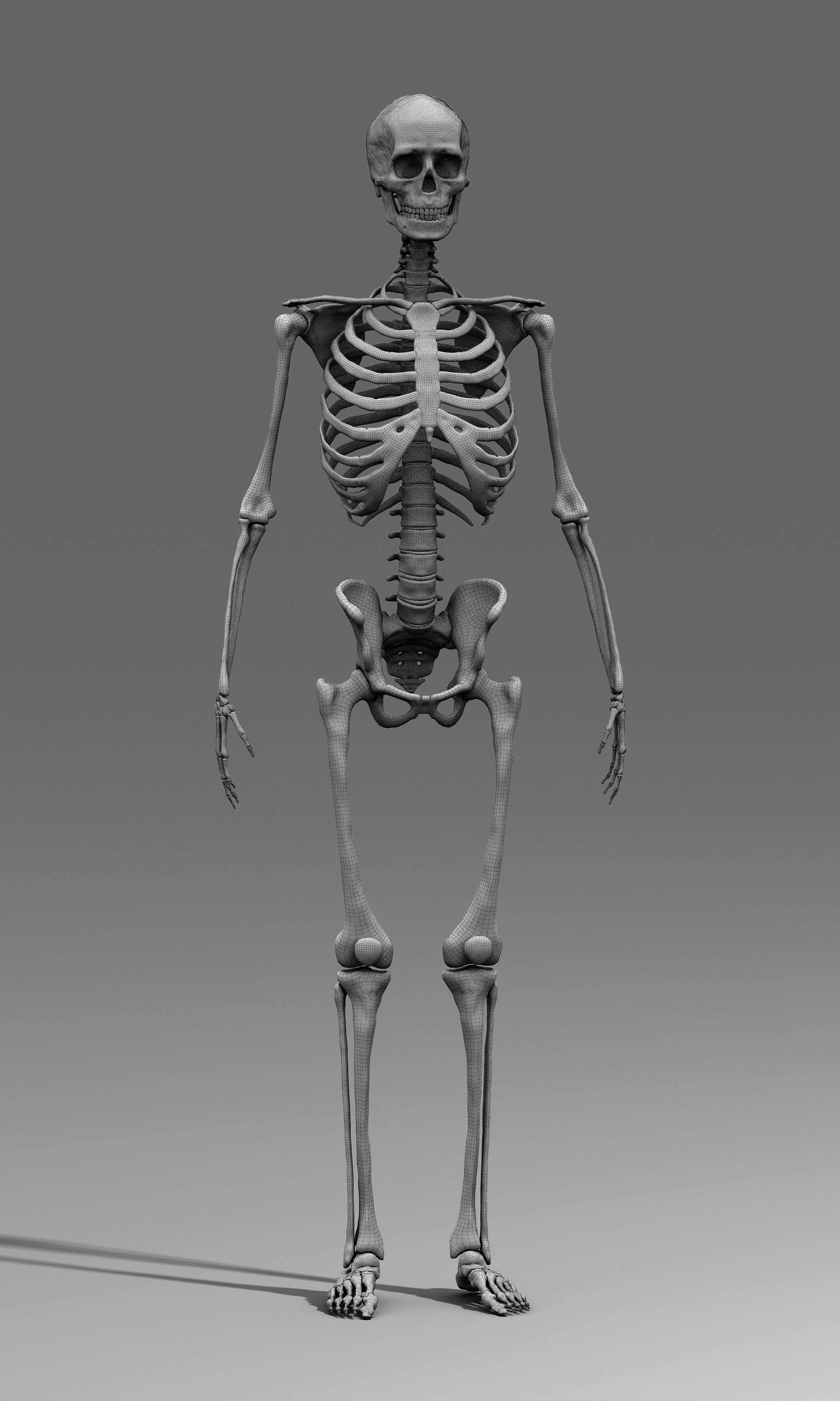 3d ma male skeleton