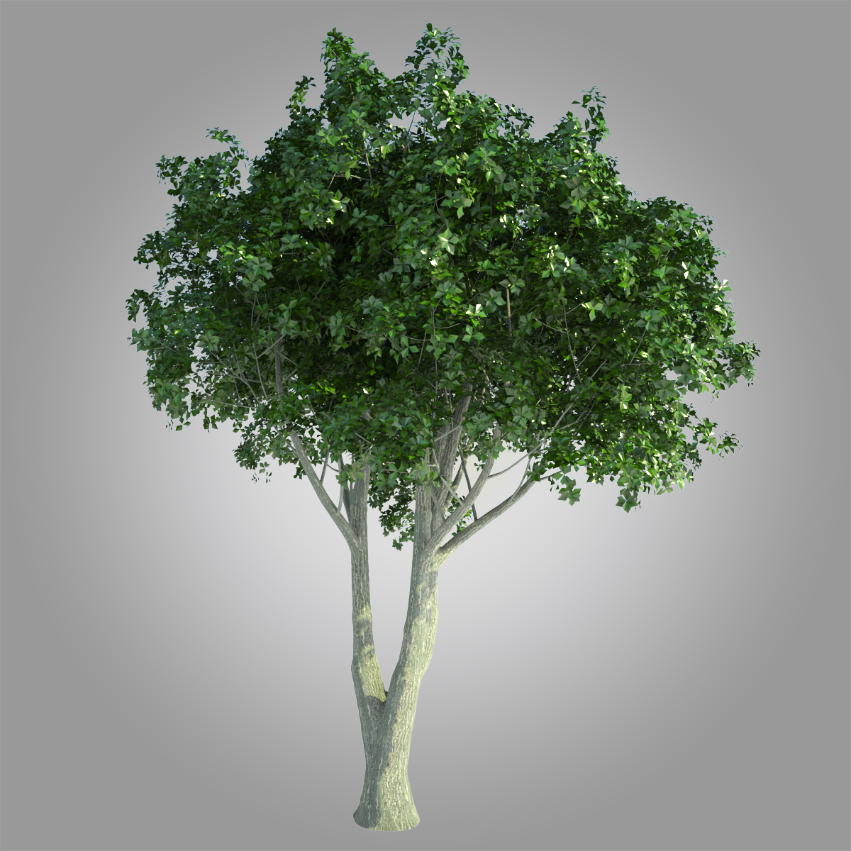 3d tree model