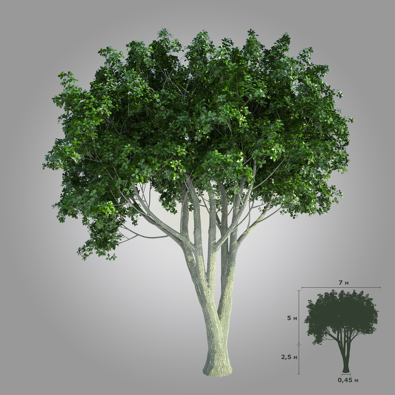 3d tree model