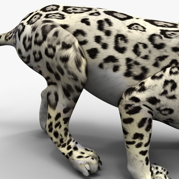snow leopard pose 1 3d model