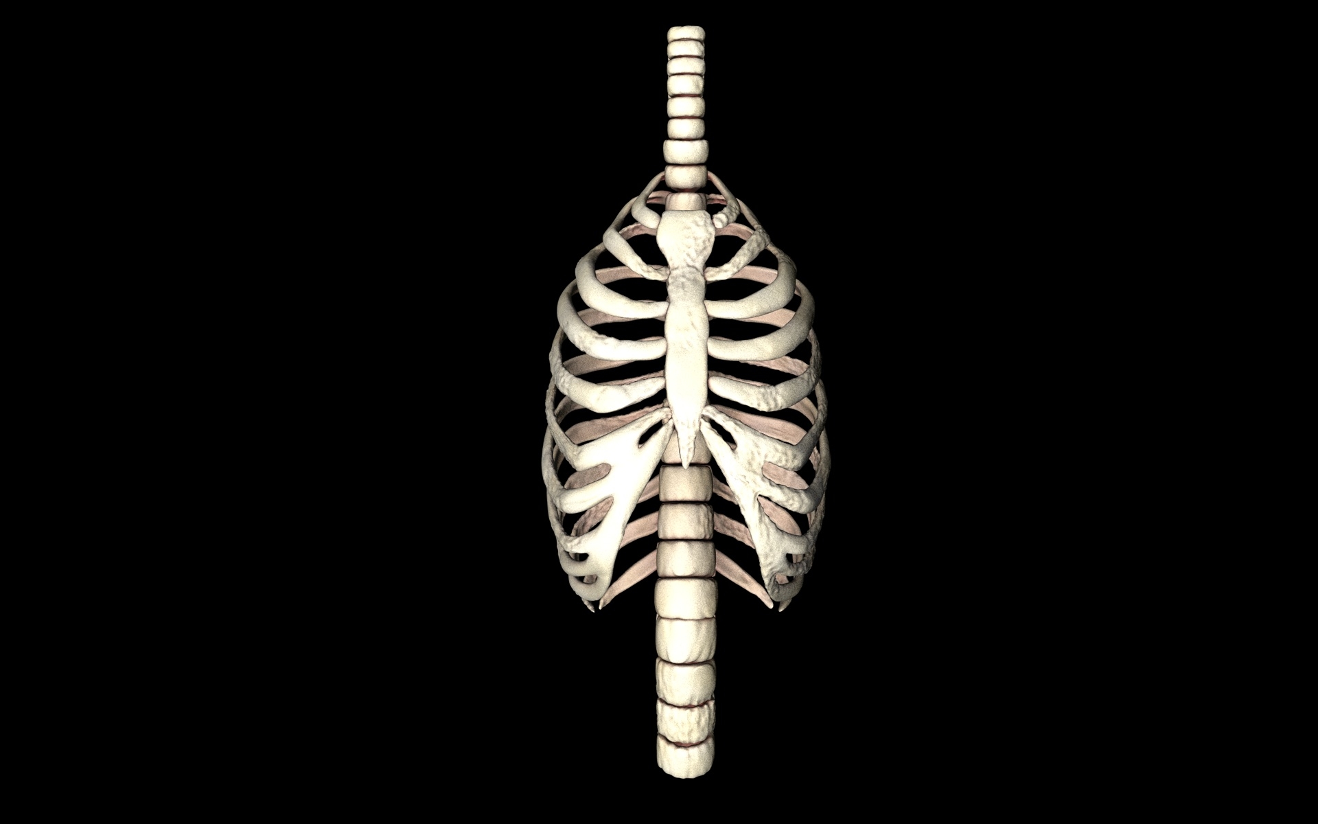 rib cage accurate obj