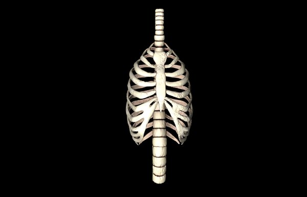 rib cage accurate obj
