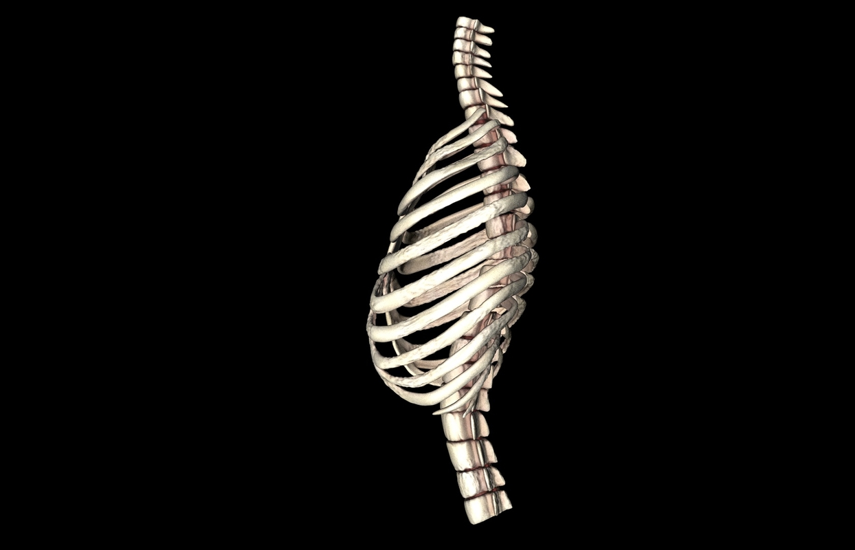 rib cage accurate obj