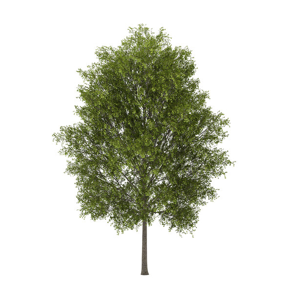 poplar populus max