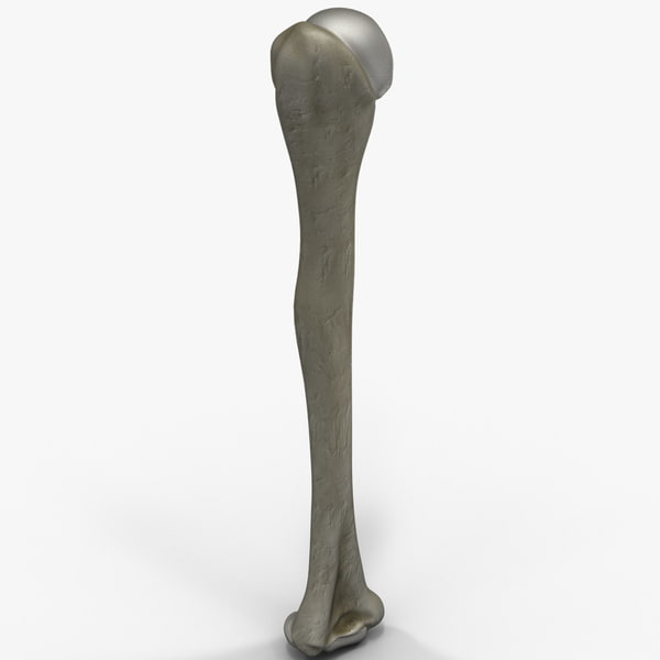 humerus bone 3d model