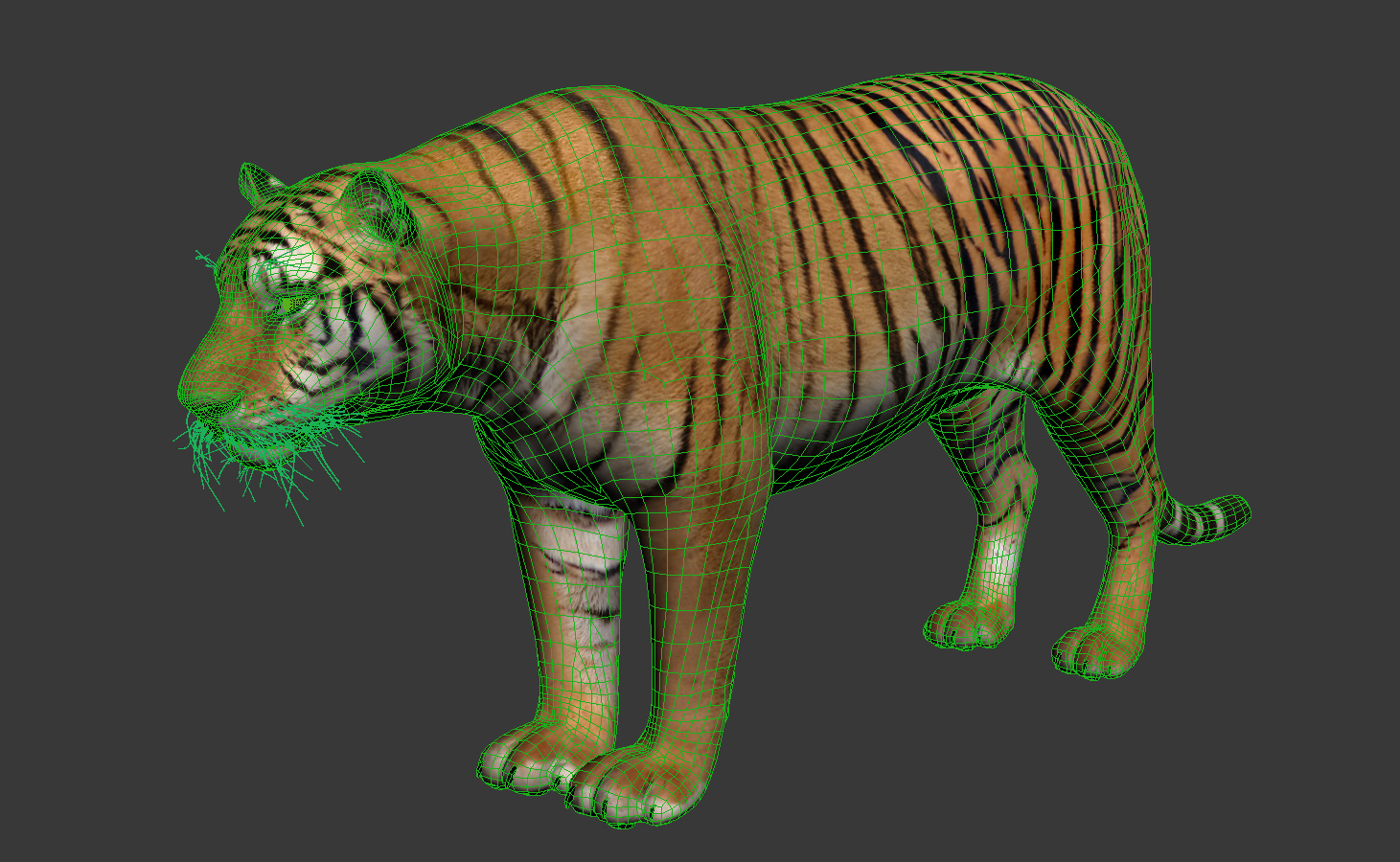 3D модель Тигр только модель - TurboSquid 763522