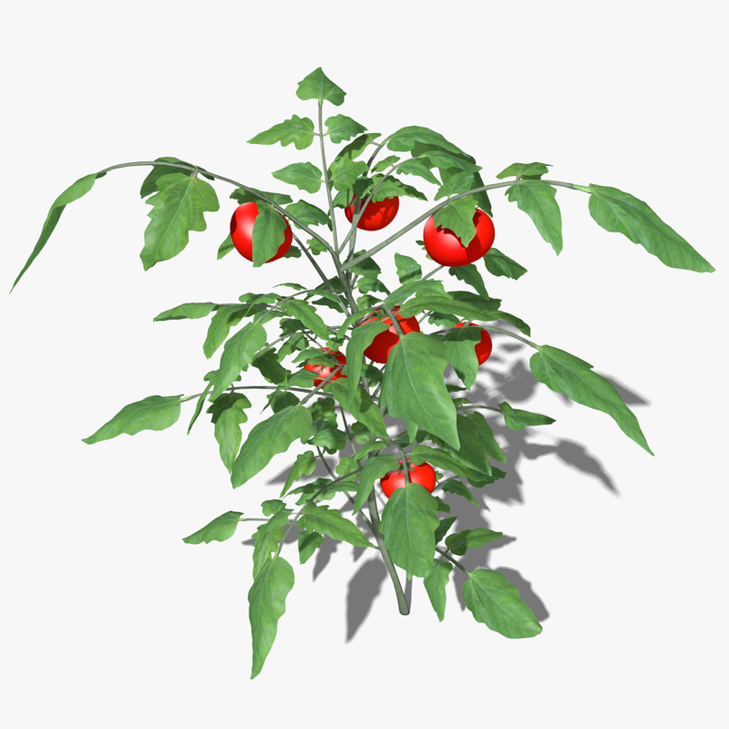 3d tomato plant model