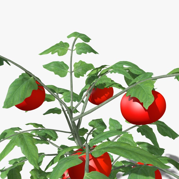 3d tomato plant model