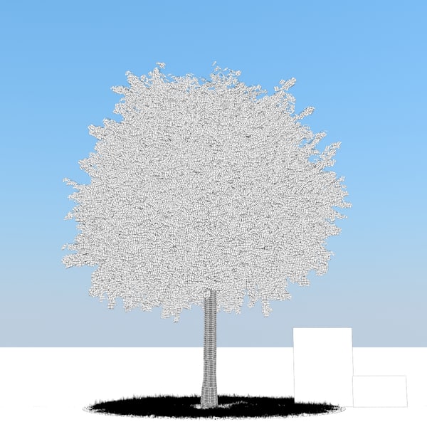 3d model maple trees