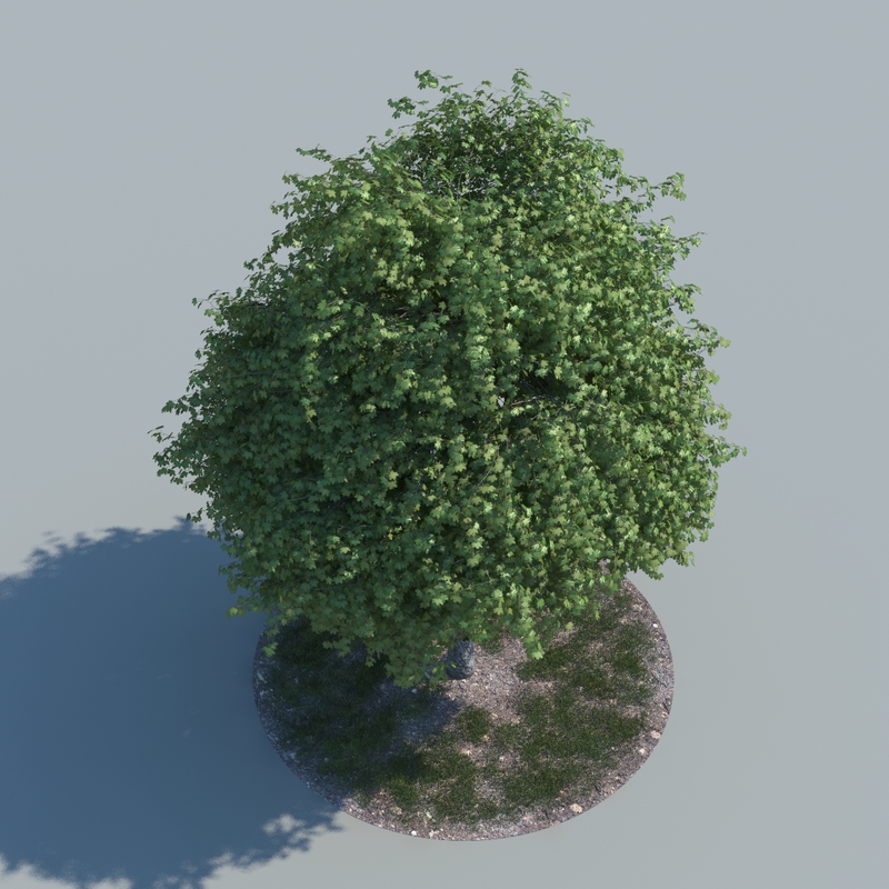 3d model maple trees