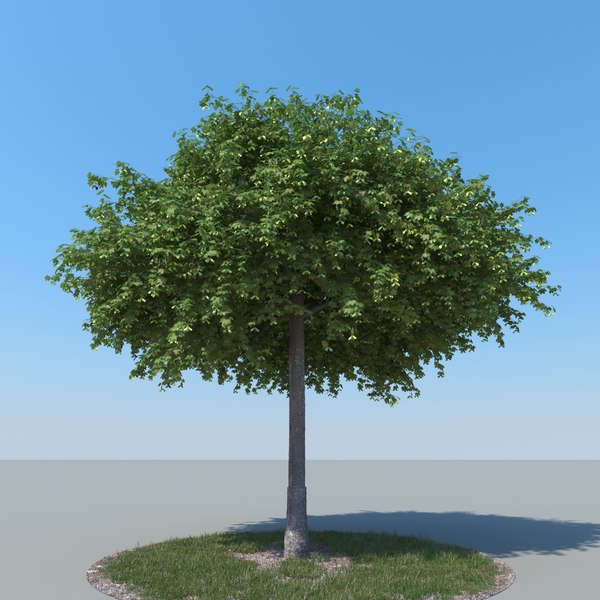 3d model maple trees