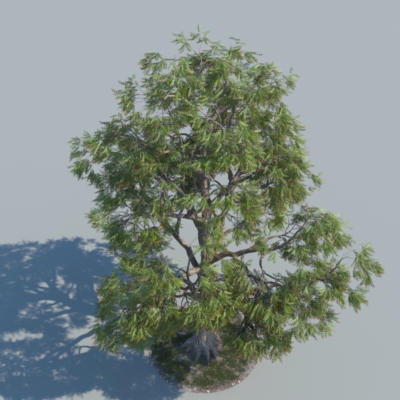 realistic robinia trees max