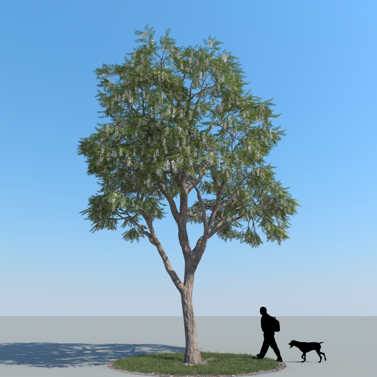 realistic robinia trees max
