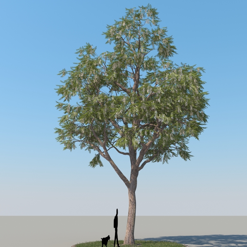realistic robinia trees max