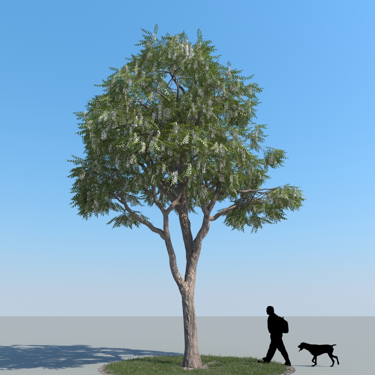 realistic robinia trees max