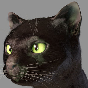 Cat Blender Models for Download | TurboSquid