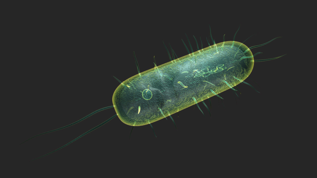 bacteria 3d obj
