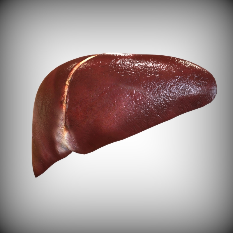 human liver 3d max