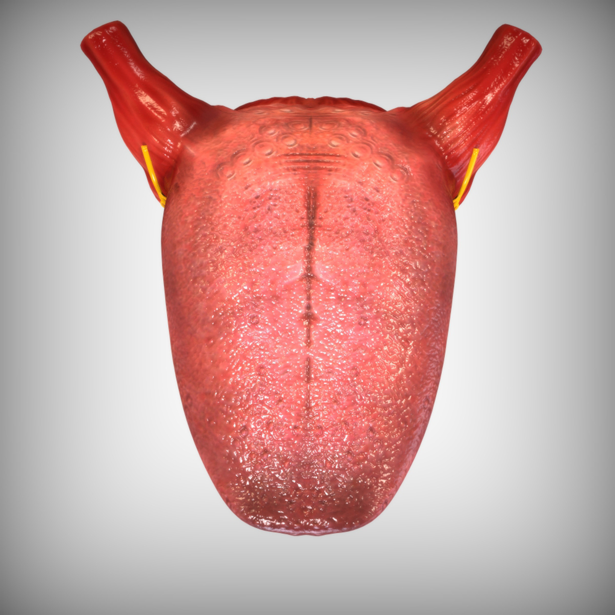 3d Human Tongue Anatomy