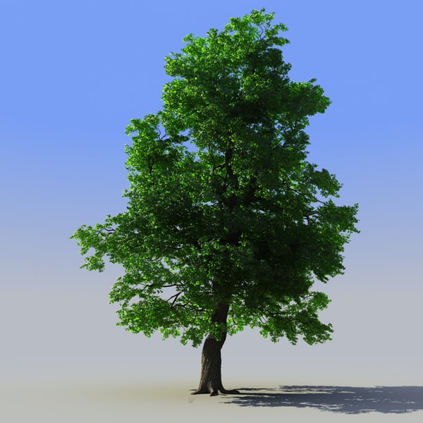photorealistic tree max