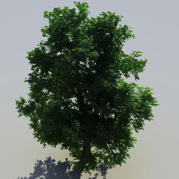 photorealistic tree max