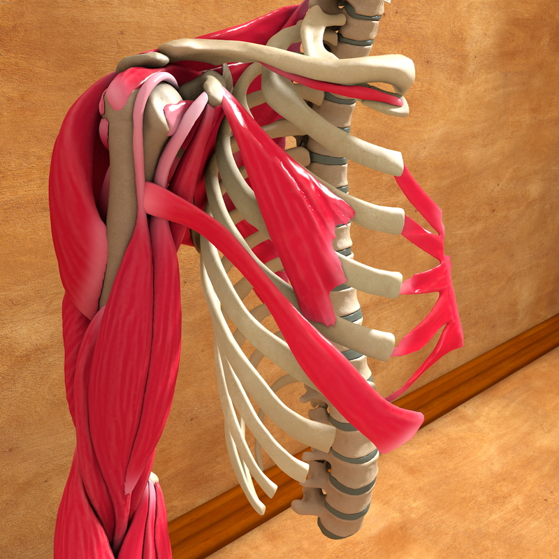 3ds max human torso arm