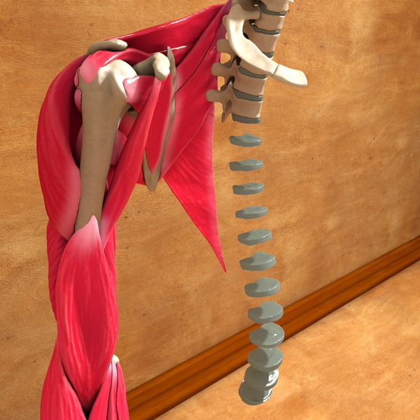 3ds max human torso arm