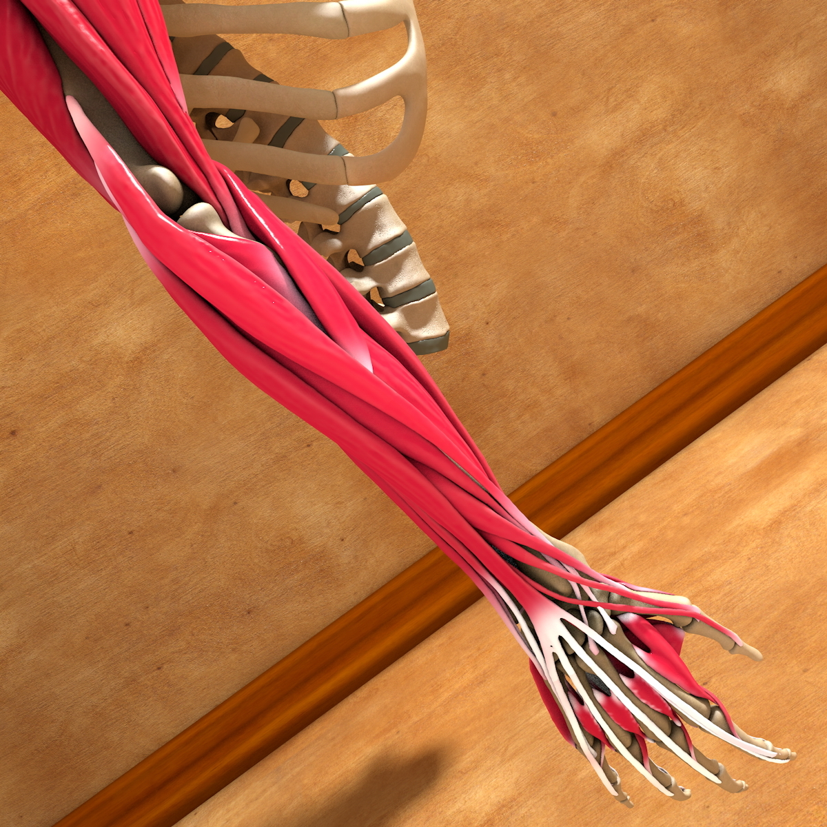 3ds max human torso arm