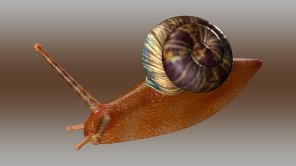 modèle 3D de Escargot - TurboSquid 772480
